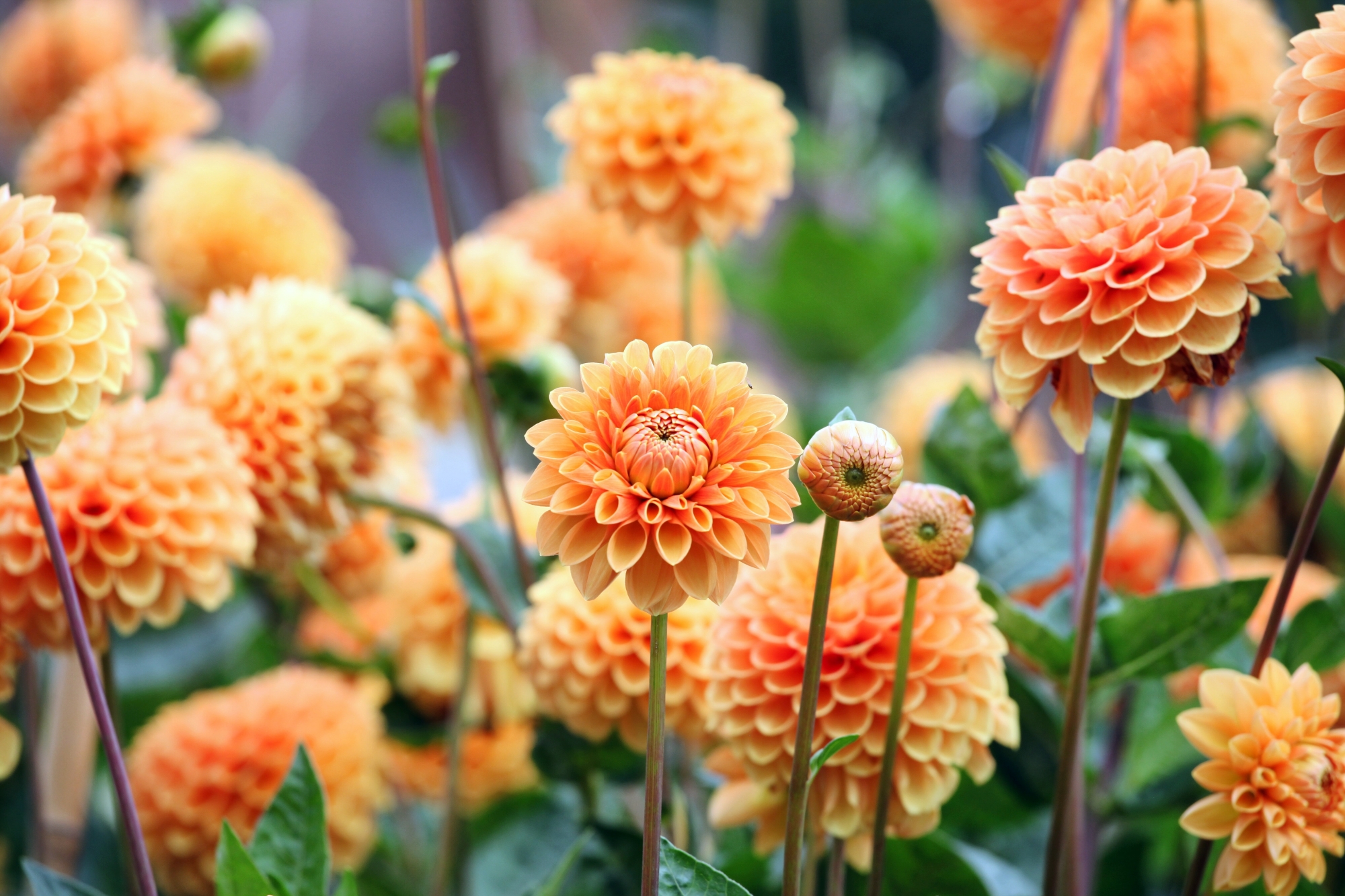 Jesienne kwiaty w ogrodzie, na balkonie i tarasie – sprawdź, które ...