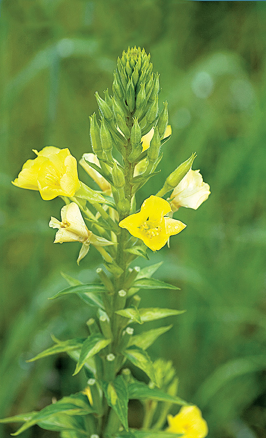 Jak uprawiać wiesiołek? | Weranda.pl